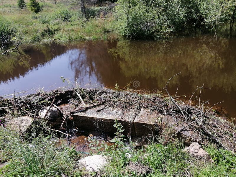 Beaver house on the river stock image. Image of house - 332062351