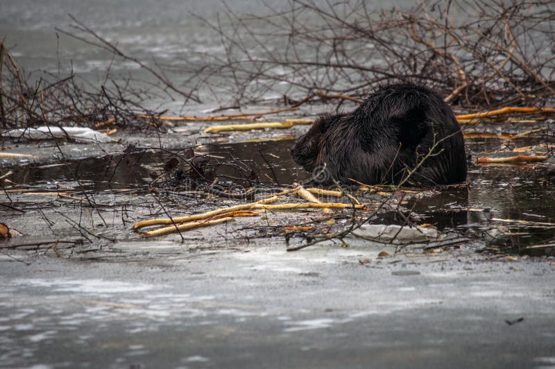 Beaver on ice stock image. Image of wood, zoology, animal - 58144033