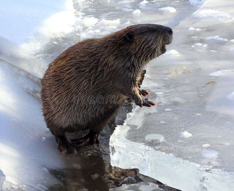 North American Beaver stock image. Image of rodent, mammal - 36483481