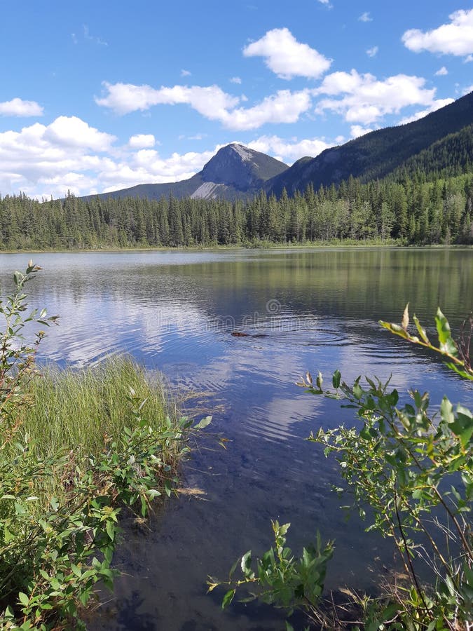 Beaver in Lake in Bow Valley in Alberta Stock Photo - Image of outdoor ...