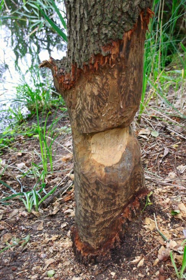 A Beaver Left the Job Half Done!!! the Tree is only Half Cut Around ...