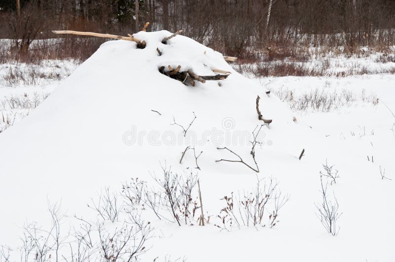 North American Beaver stock photo. Image of wildlife - 44548624