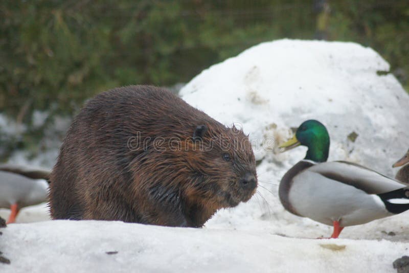 Beaver and duck stock image. Image of rodent, apple, envy - 58160139