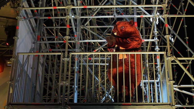 Beaver Mascot Claps His Hands on the Stage Structures Stock Video ...