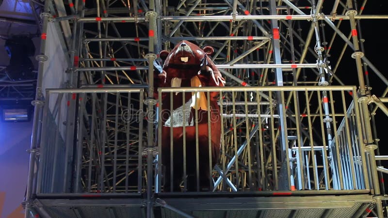 Beaver Mascot Moving Go, Go, Go on the Stage Structures Stock Footage ...