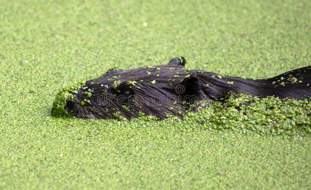 Beaver in the Middle of a Pool Stock Image - Image of animal, water ...