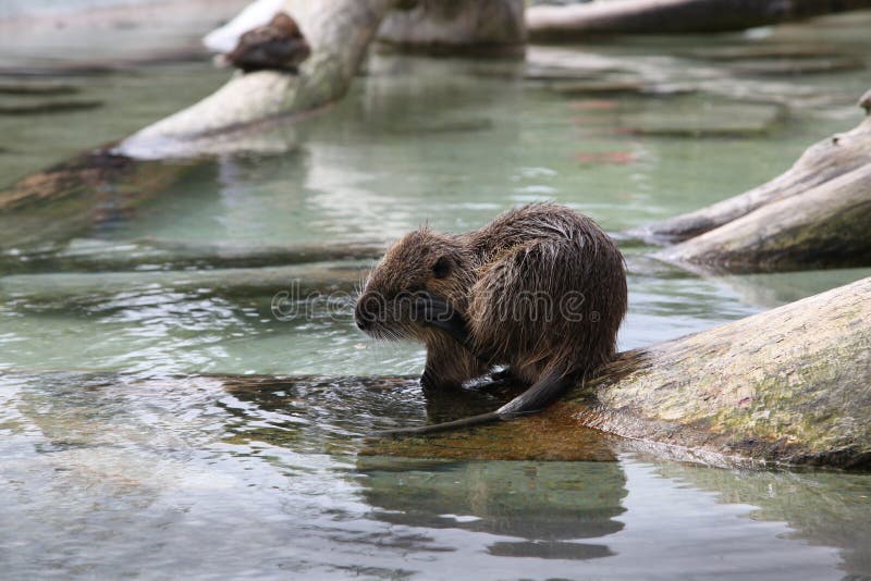 Beaver near water stock photo. Image of wood, water, playful - 40328358