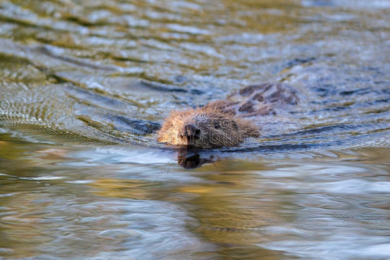 Beaver in a Closeup, Sweden Stock Photo - Image of closeup, kingfisher ...