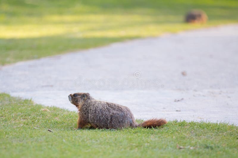Beaver on the park lawn stock image. Image of curios - 130631895