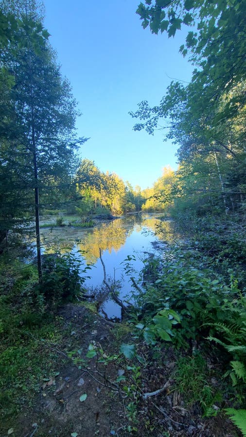 Beaver path to beaver pond stock photo. Image of morning - 357922814
