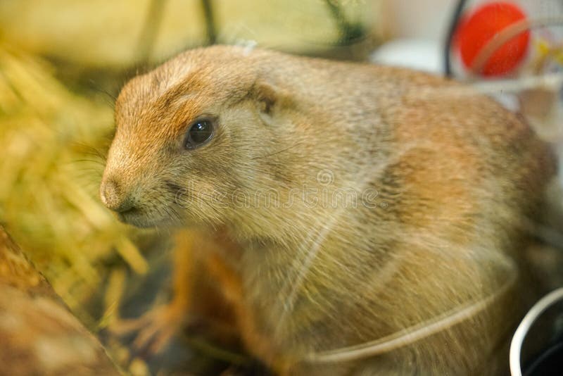 Beaver pet in a cage stock image. Image of cages, cute - 182621673