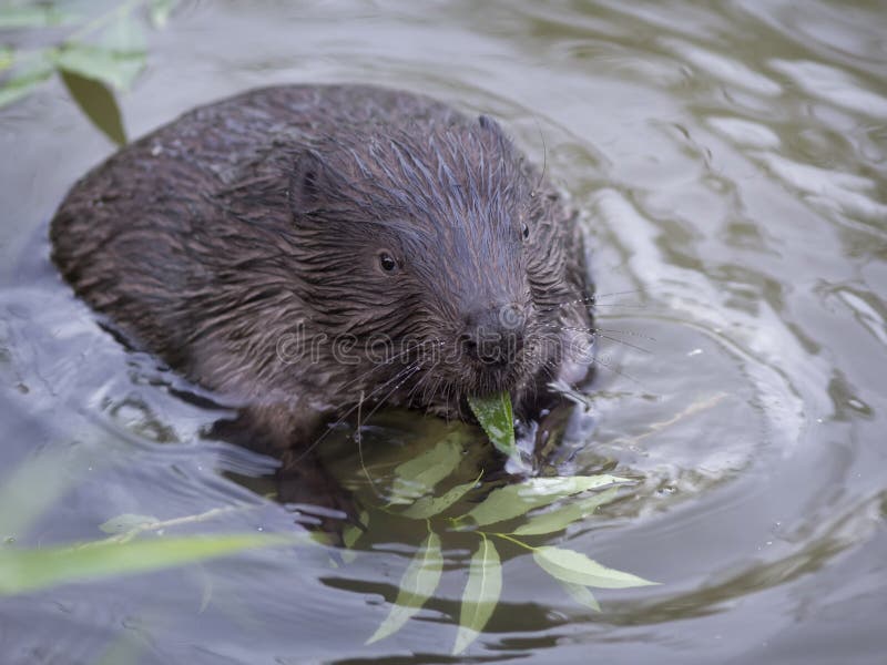 The Beaver in the Pond Eating a Twig Stock Image - Image of pond ...