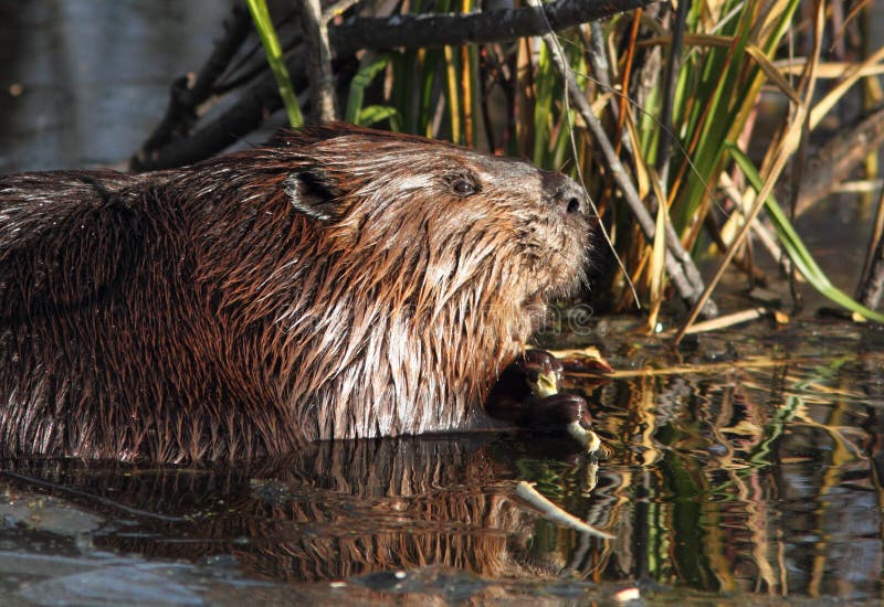 Beaver gnawing on wood stock image. Image of canadensis - 24367