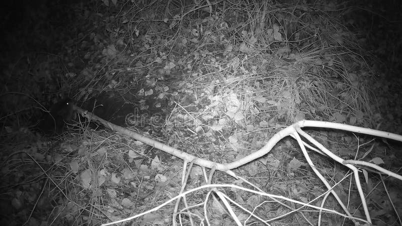 Beaver Pulls Willow Branch into Cave at Night Stock Video - Video of ...