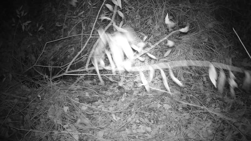 Beaver Pulls Willow Branch into Cave at Night Stock Footage - Video of ...