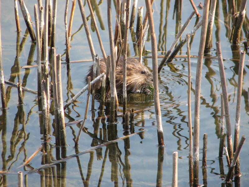 Beaver on the river stock image. Image of beauty, shot - 179803753