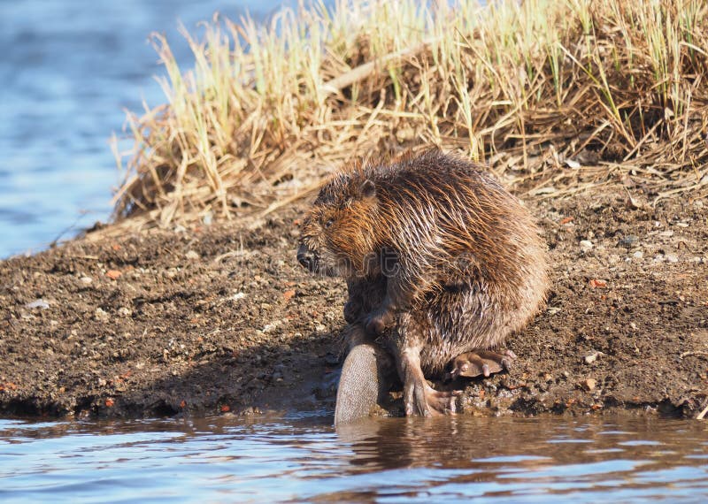 Beaver on the river stock photo. Image of brown, park - 73946242
