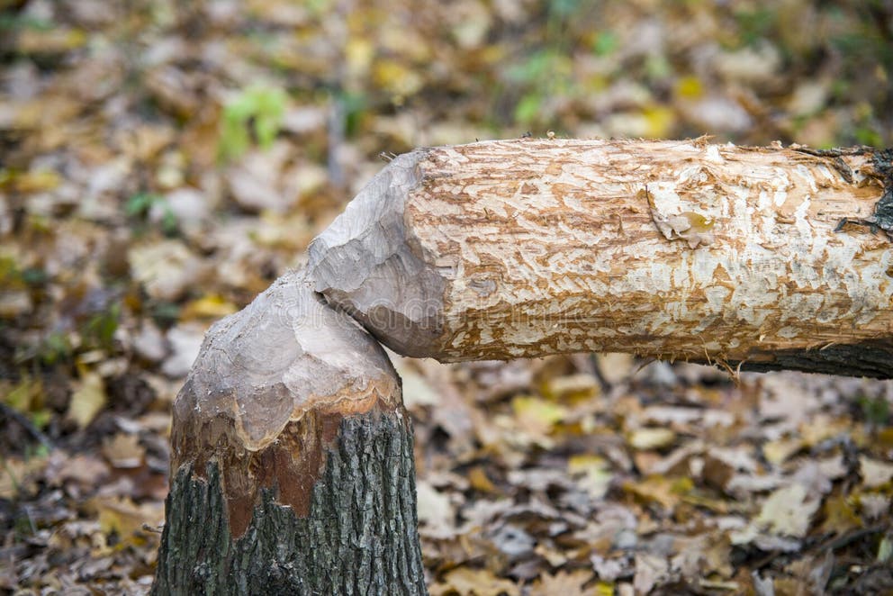 Beaver ruin of an oak tree stock photo. Image of chip - 65383100
