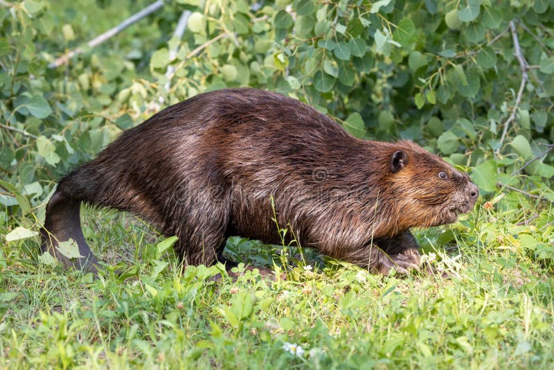 Beaver editorial stock image. Image of mammal, sideview - 239524109