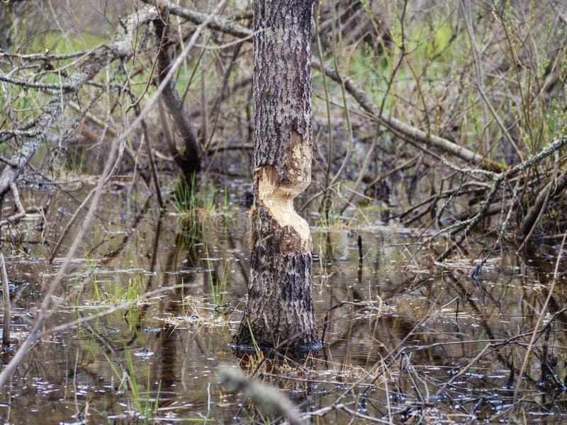 407 Beaver Gnawing Tree Stock Photos - Free & Royalty-Free Stock Photos ...