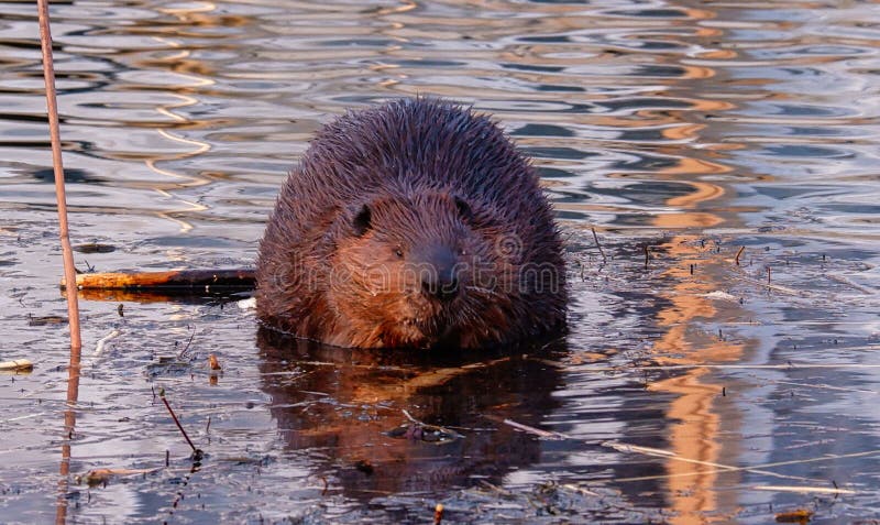A Beaver Sitting in Water Looking at Camera Stock Photo - Image of ...