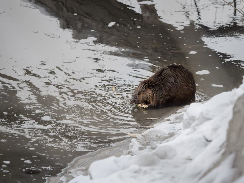 Ice beaver stock image. Image of animal, pelt, bank - 207061323