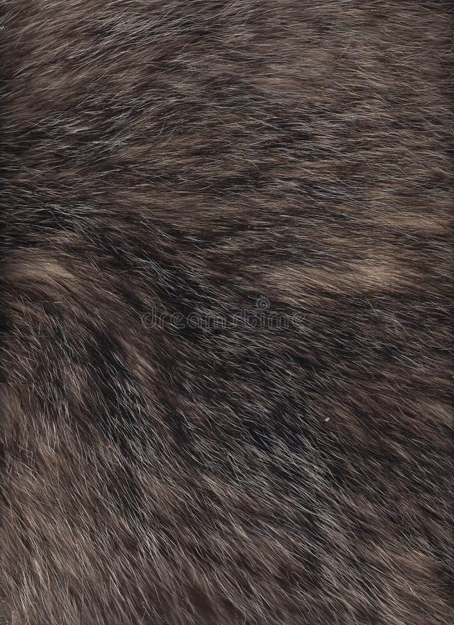 251 Beaver Fur Texture Stock Photos - Free & Royalty-Free Stock Photos ...