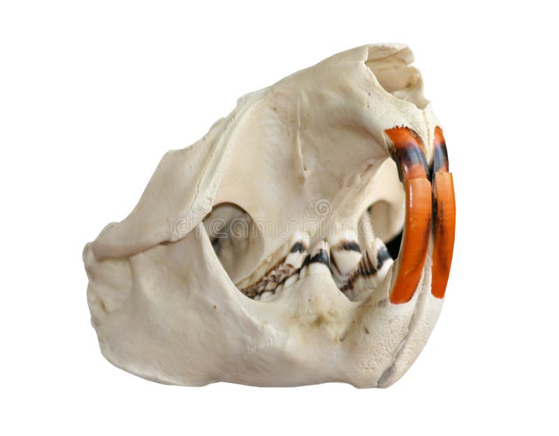 Beaver Skull on a White Background Stock Image - Image of palatine ...