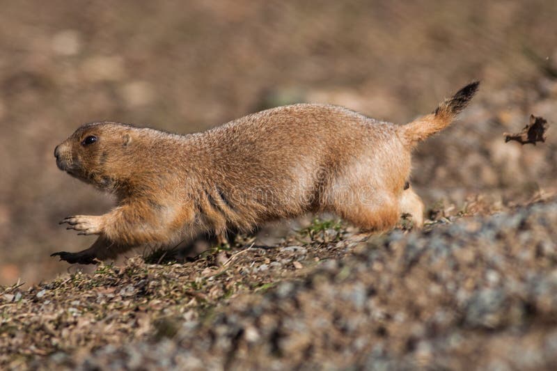 Brown Beaver stock image. Image of wildlife, builder, water - 5405115