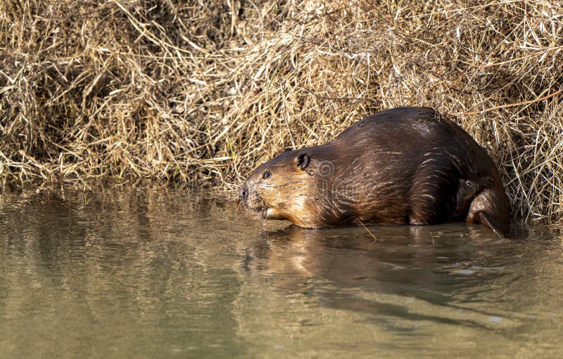 Beaver in Spring stock image. Image of pond, work, animal - 223434951