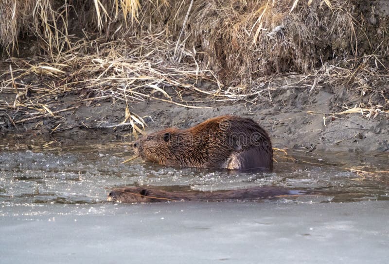 Beaver in Spring stock photo. Image of nature, work - 223435056