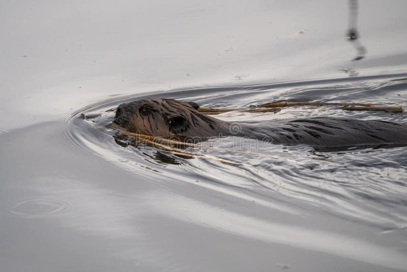 Beaver in Spring stock image. Image of animal, beaver - 223436533