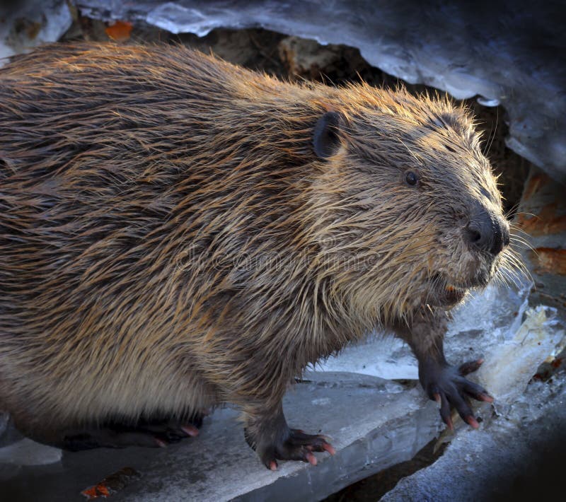 Beaver stock photo. Image of wildlife, north, rodent - 40100724