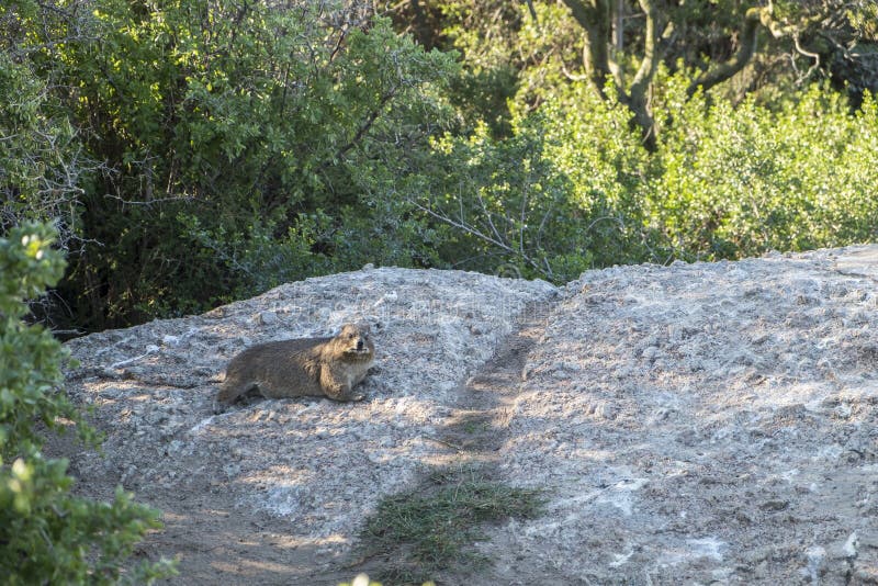 Stone Beaver among Garden Plants Stock Image - Image of outdoors ...