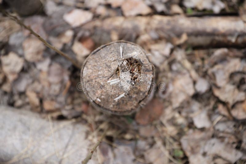Beaver stump stock photo. Image of close, animal, stump - 180737726