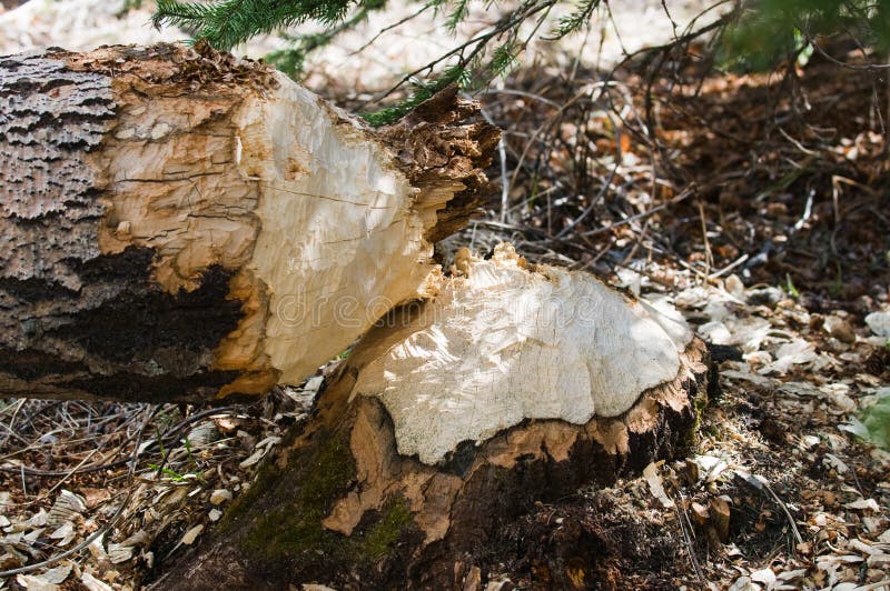 Beaver stumps stock photo. Image of animal, tree, wood - 10821340