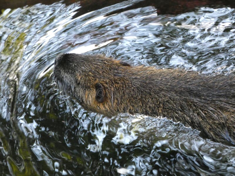 A beaver swimming stock image. Image of rodent, beaver - 294316983