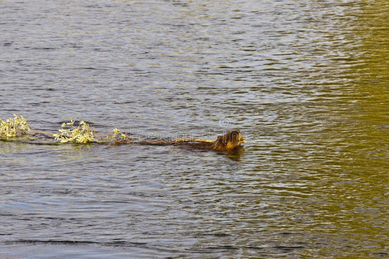 Beaver Swimming with Branch Stock Photo - Image of swimming, yukon ...