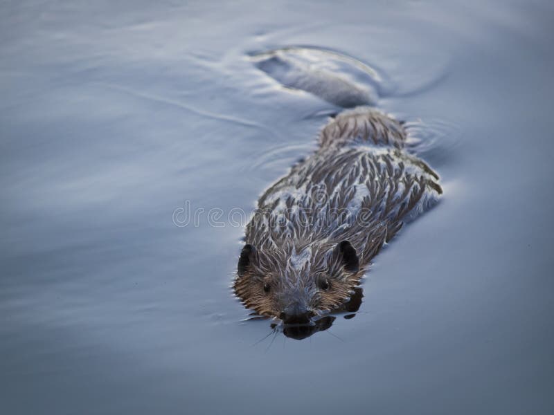 Beaver Swimming in Green Water, Close-up. the View from the Top Stock ...