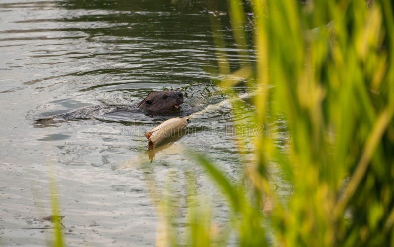 Beaver Swimming on a River with Grasses Foreground Stock Image - Image ...