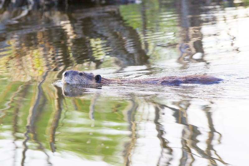 Beaver swimming in stream stock photo. Image of montana - 83566278