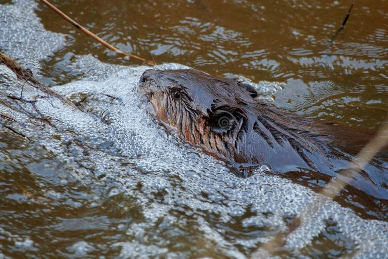 Beaver Swimming Up River Early Spring Alberta Stock Photo - Image of ...