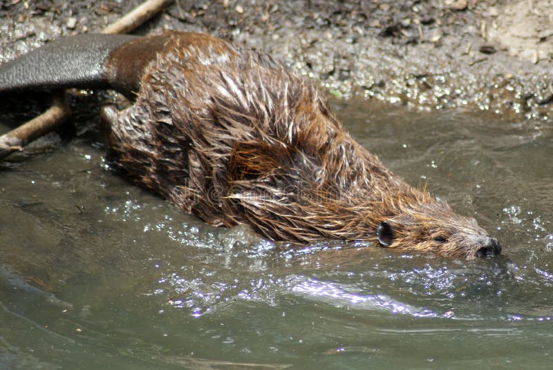 Beaver stock photo. Image of paddle, nocturnal, coast - 49143682