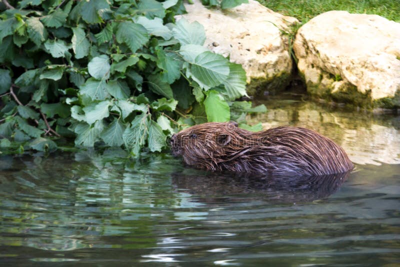 Beaver stock image. Image of castor, fiber, wave, shrub - 79492745