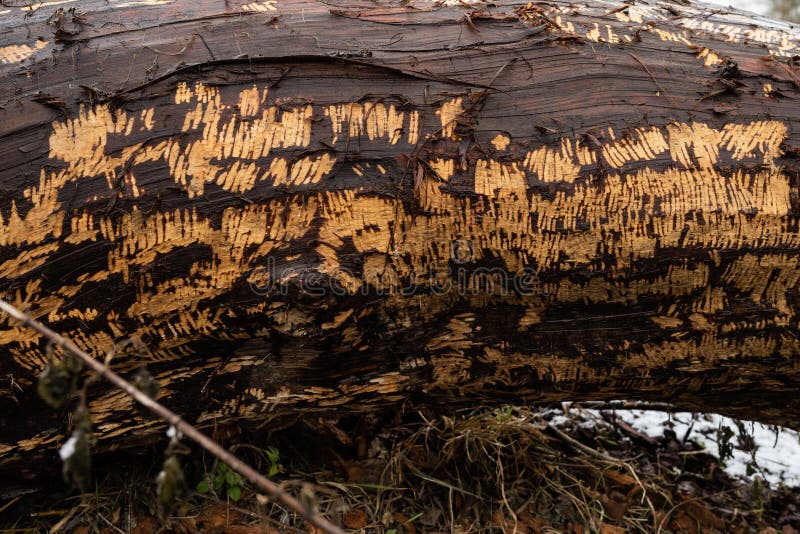Beaver Teeth Marks on a Fallen Tree Stock Photo - Image of natural ...