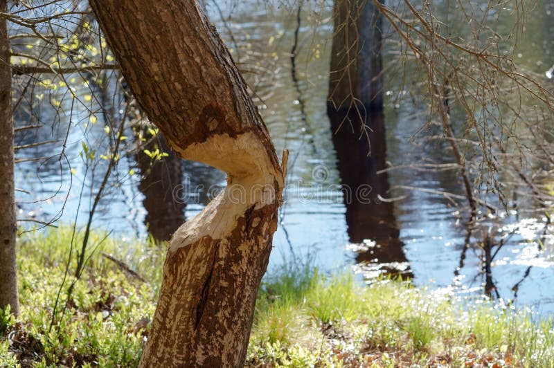 Beaver Gnaw Marks On A Tree Stock Image - Image of claw, bite: 2123031