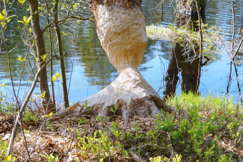 The Beaver Teeth Marks on a Tree Trunk, Tree Gnawed by the Beaver Stock ...
