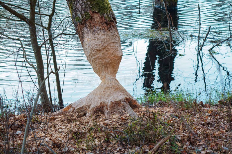 The Beaver Teeth Marks on a Tree Trunk, Tree Gnawed by the Beaver Stock ...