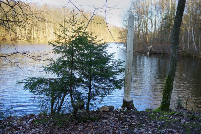 The Beaver Teeth Marks on a Tree Trunk, Tree Gnawed by the Beaver Stock ...