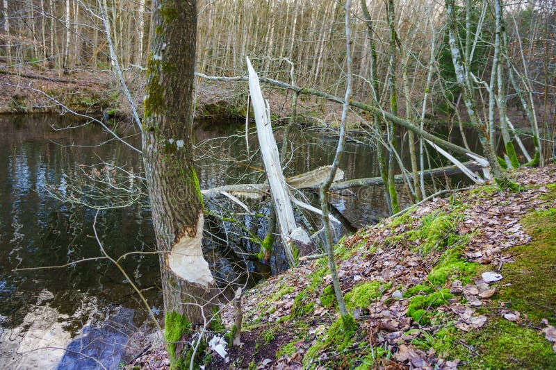 The Beaver Teeth Marks on a Tree Trunk, Tree Gnawed by the Beaver Stock ...